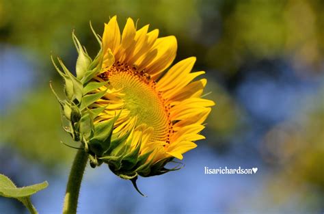 Lisa Pearson Photography Added Lisa Pearson Photography