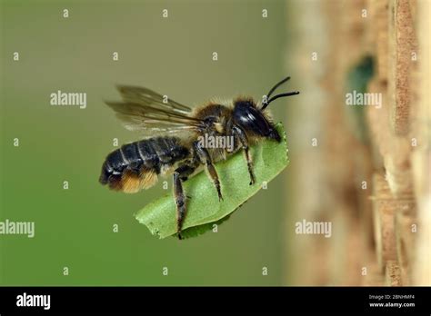 Leaf Cutter Bees Life Cycle Of The Leafcutter Bee Uooo