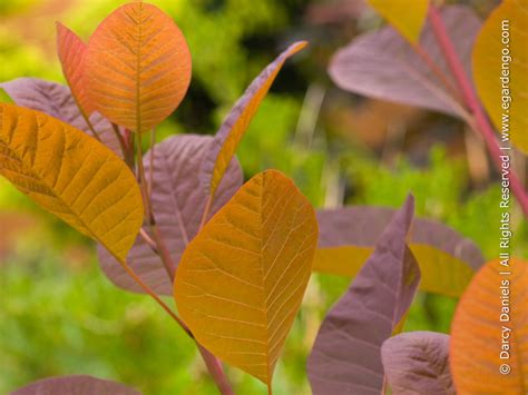 Cotinus Grace