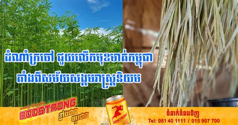កសិករញញឹមរីករាយ ខណៈដំណាំក្រចៅ ខេត្តបាត់ដំបងឆ្នាំនេះ មានហាងឆេងខ្ពស់