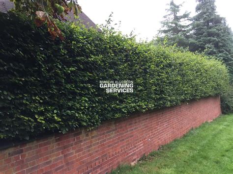 Beech Hedge Trimming In Stone Tree And Garden Services By Martin Allerton