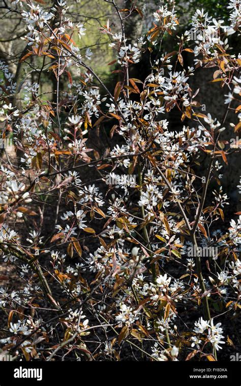 Amelanchier Lamarckii An Early Spring Flowering Shrub With White