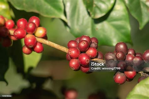 나무에 신선한 유기농 레드 원시와 잘 익은 커피 체리 콩 태국의 북쪽에 농업 농장 Robusta Coffee Crop에 대한 스톡 사진 및 기타 이미지 Robusta