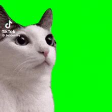 Head Bobbing Cat S Tenor