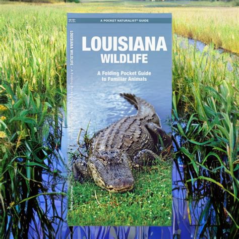 Louisiana Wildlife Nature Guide Coyote Moon