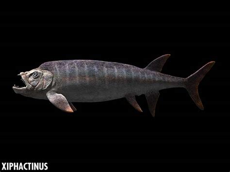 Xiphactinus Dinopedia Fandom Powered By Wikia
