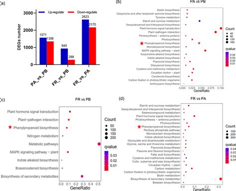 Transcriptome And Deg Analyses And Pathway Enrichment In The Three