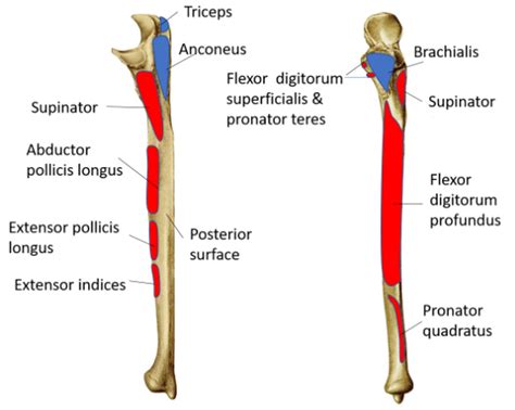 Ulna Anatomy Qa