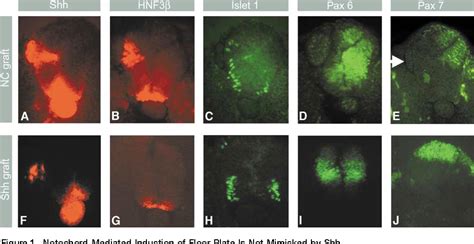 Figure 1 From Opponent Activities Of Shh And Bmp Signaling During Floor