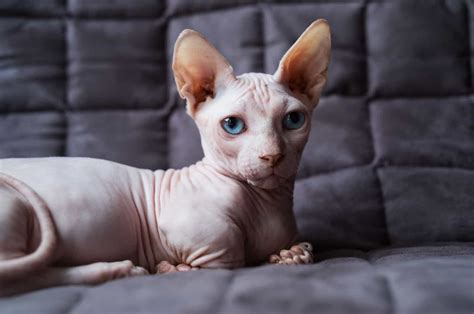 11 Hairless Cat Breeds Meet Extraordinary Kitties