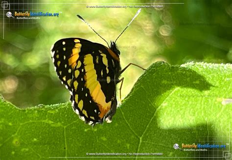 Bordered Patch Butterfly