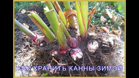 #КАННЫ. Хранение зимой. - YouTube