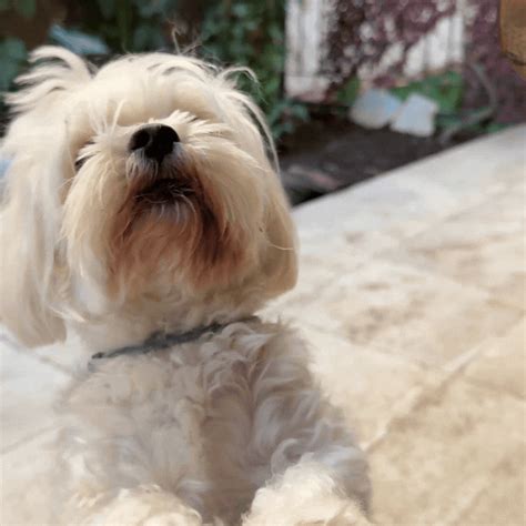 Como Dar Comprimido Para Cachorro