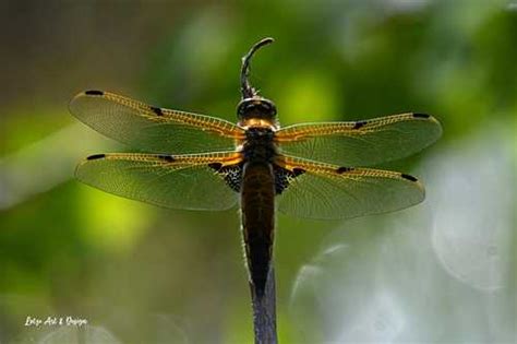 Alaskas State Insect Is Not The Mosquito Alaska Native News