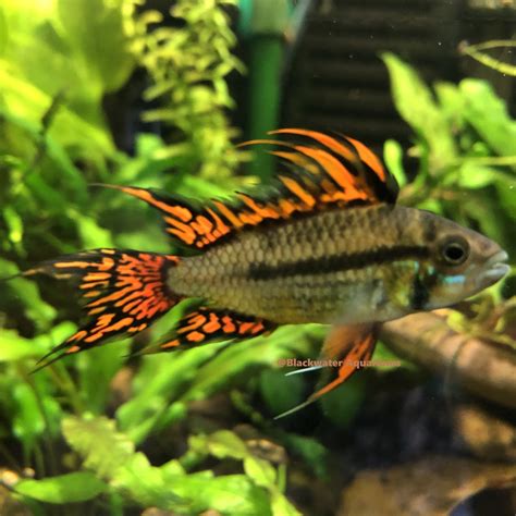 Apistogramma Cacatuoides Super Red 3 4cm Brisbane Discus And Aquariums