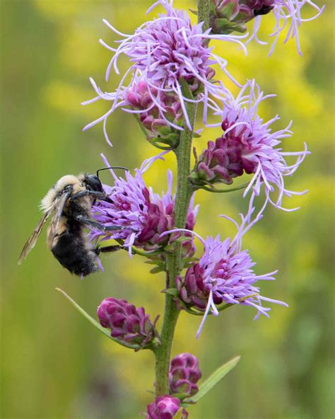 10 Drought Tolerant Native Plants To Save Water