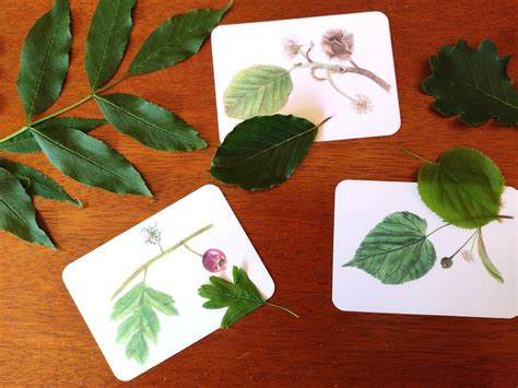 Leaf Flashcards Leaf Picture Cards Forest Babe Resources Nature Education Learning