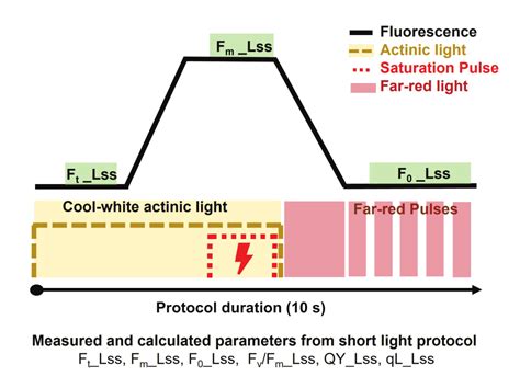 High Throughput Image Based Phenotyping For Determining Morphological And Physiological