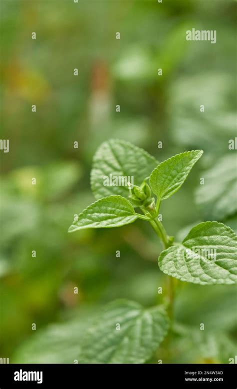 Tropical green leaves on background, nature summer forest plant concept. Creative layout made of ...