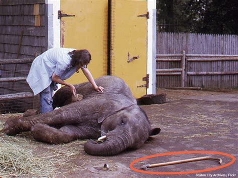 What Is The Bullhook And Why Do Elephant Handlers Use It