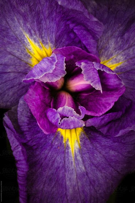 Iris Macro By Stocksy Contributor Alan Shapiro Stocksy