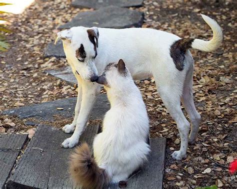 Leila The Border Collie Pointer Mix