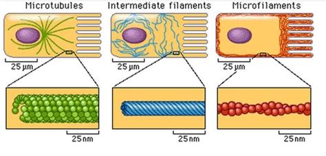 Intermediate Filament Function
