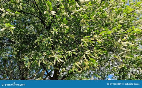 Tree Branches With Green Leaves And Flowers Of Prunus Serotina Stock Image Image Of Foliage