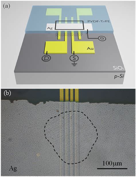 A Schematic Diagram Of The Graphene Based Fe Fet Showing The Various