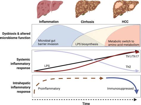 The Temporal Evolution Of The Gut Microbiome Its Functionality And