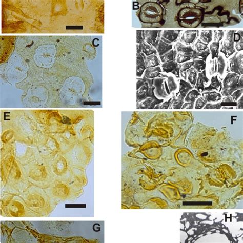 A Phytoclast 10 Cuticle Slide 19 Ef Q681 B Phytoclast 10