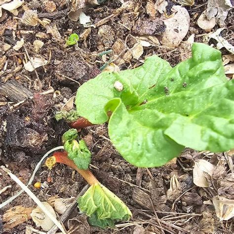 Votaniki John Peed Caladium Perennial Caladium Bulbs For Planting