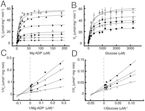 Thermococcus Litoralis Archaebacteria
