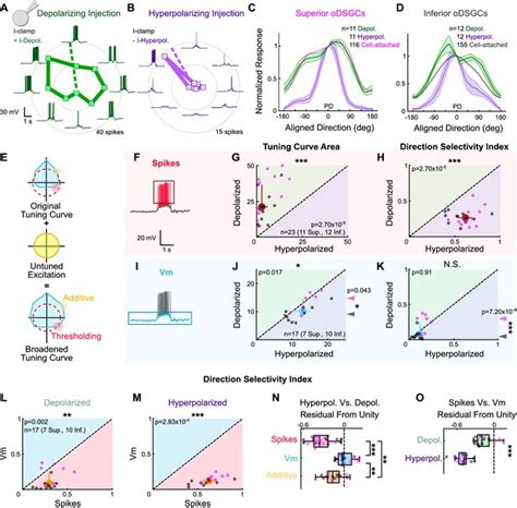 Asymmetric Retinal Direction Tuning Predicts Optokinetic Eye Movements