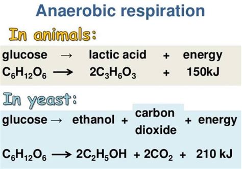 Differentiate Between Aerobic And Anaerobic Respiration CBSE Class