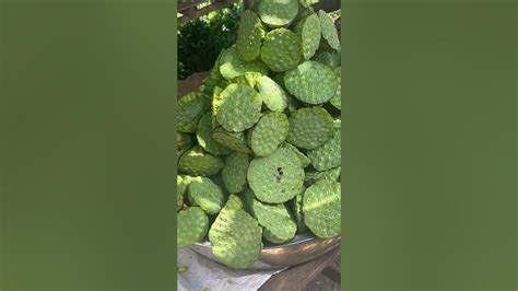 ផ្លែឈូក Youtube