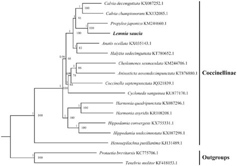 Phylogenetic Tree Obtained From Ml And Bi Analysis Based On 13