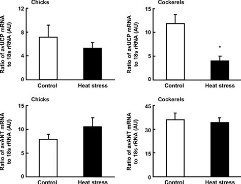 Expression Of Mrna For Avian Uncoupling Protein Avucp And Avian A Download Scientific Diagram