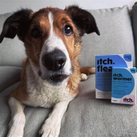 Itch Pet Review - Must Read This Before Buying
