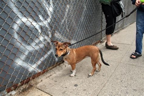 How to Adopt a Dog in New York City: Fees and Top Shelters