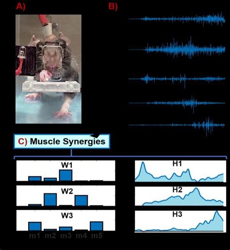 Summary Of The Process For Muscle Synergy Identification While The Download Scientific Diagram