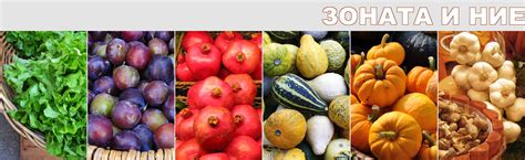 Форум за Зоната Диета Зоната