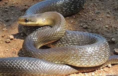 17 вида змии в България коя обаче е най отровната