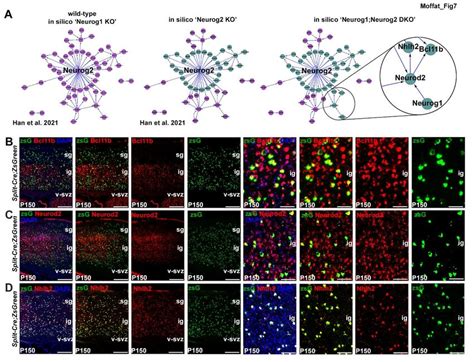 Identifying Target Genes Co Regulated By Neurog1 And Neurog2 Using Gene Download Scientific