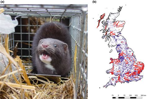 A Mink‐free Gb Perspectives On Eradicating American Mink Neovison
