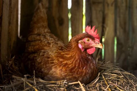 Harga Kandang Baterai Ayam Petelur Terbaru
