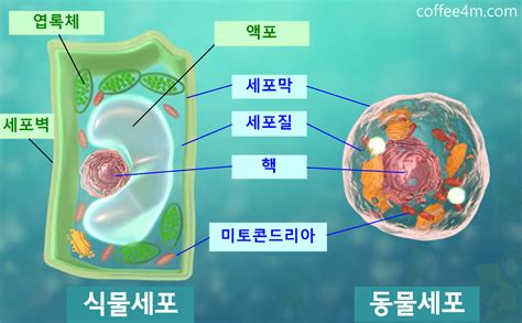 세포 구조 3d 뷰 바이러스 면역 그리고 대사를 이해하기 위한 Coffee4m