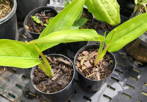 West Indian Arrowroot Plant Obedience Plant Bermuda Arrowroot Araru