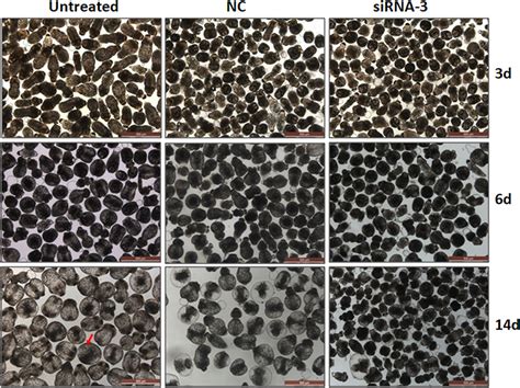 Echinococcus Granulosus Sensu Stricto Silencing Of Thioredoxin