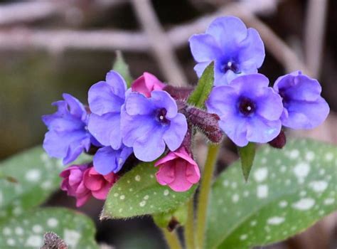 Lungwort Friends Of Heene Cemetery